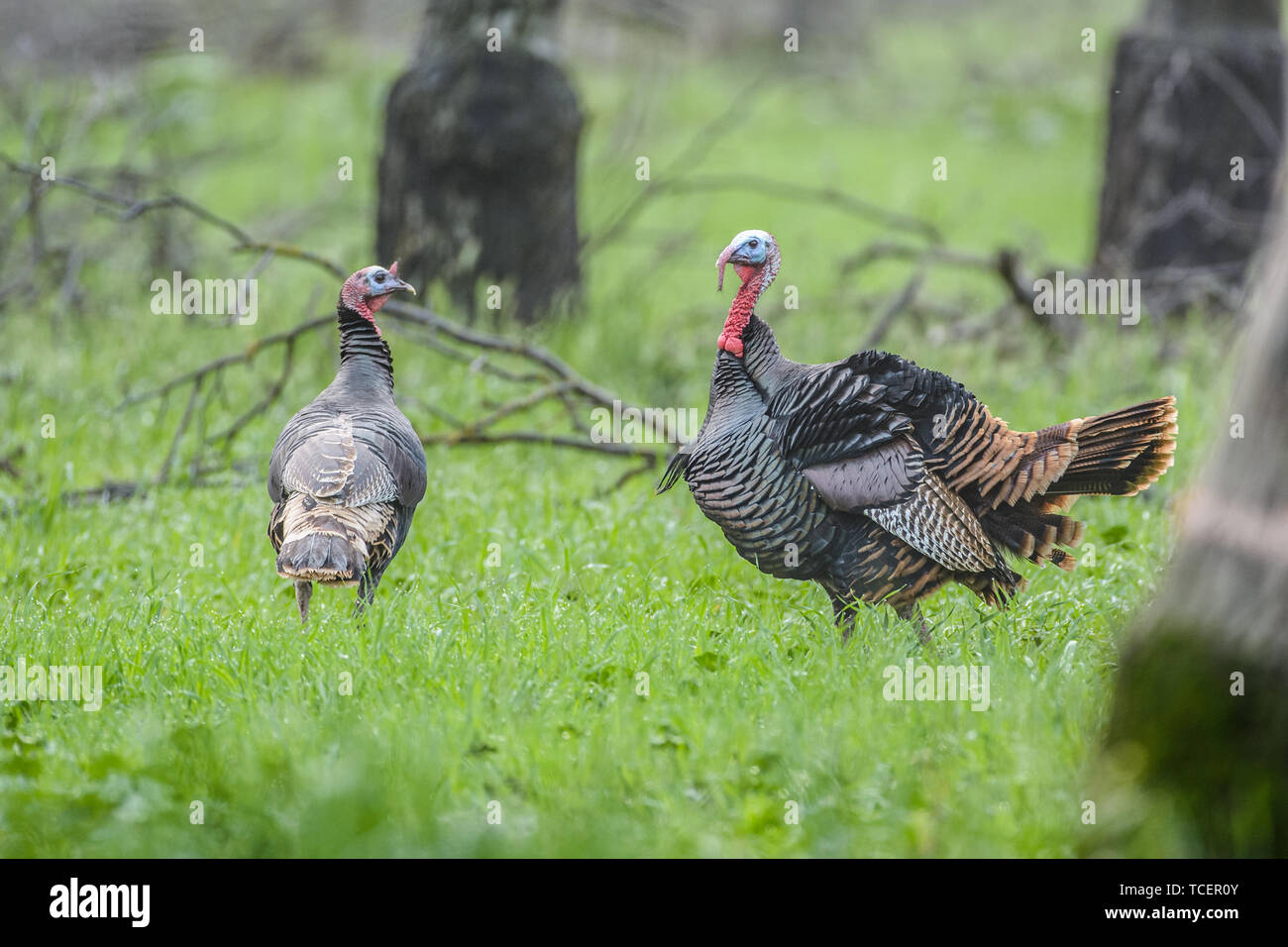 Struting bird hi-res stock photography and images - Alamy