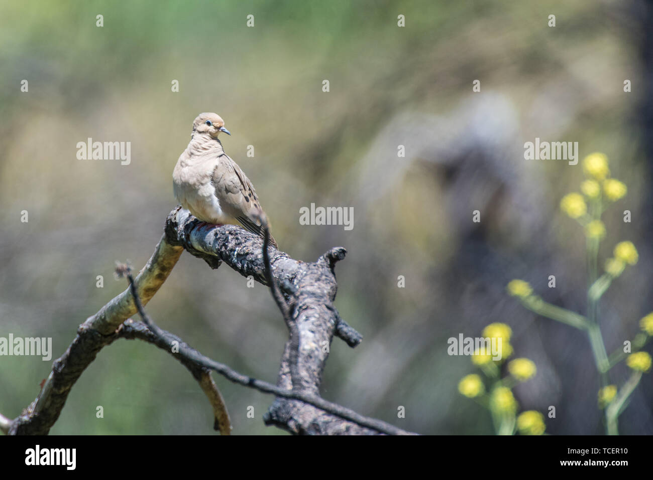 mourning dove perched Stock Photo - Alamy