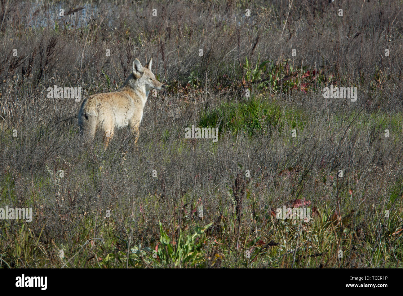 coyote in field Stock Photo - Alamy