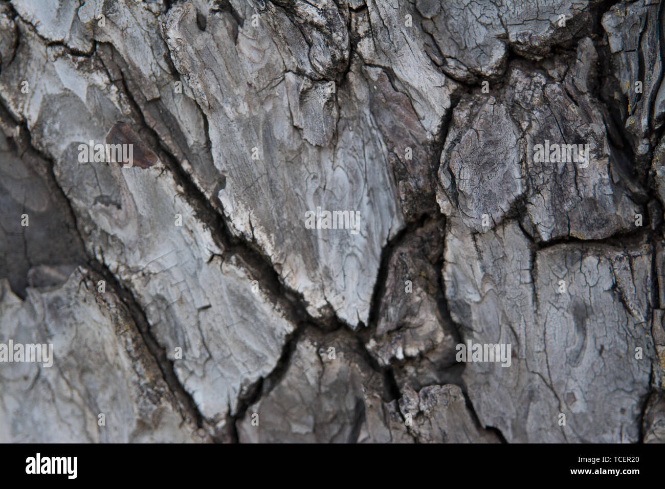 gray tree bark Stock Photo - Alamy