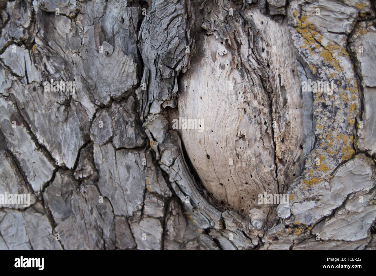 Gray tree bark hi-res stock photography and images - Alamy