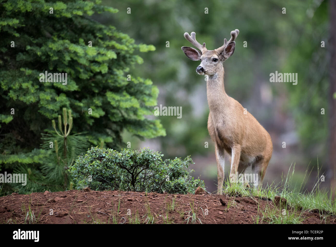 black tail deer Stock Photo - Alamy