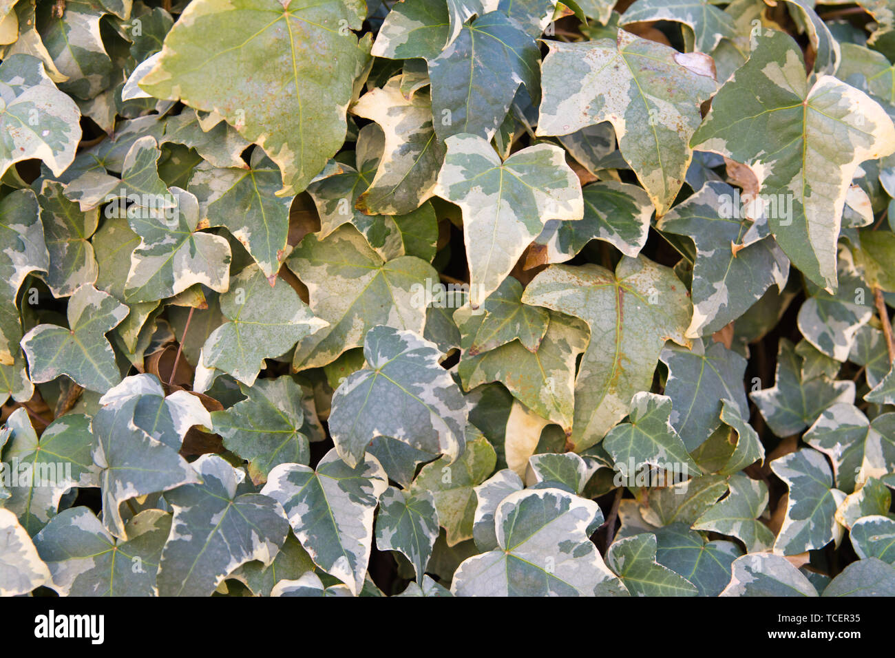Green white ivy Stock Photo - Alamy
