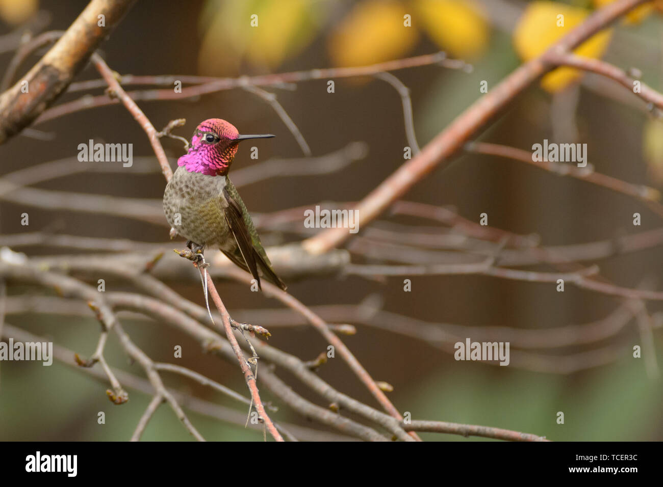 Hummingbird on a small limb Stock Photo - Alamy