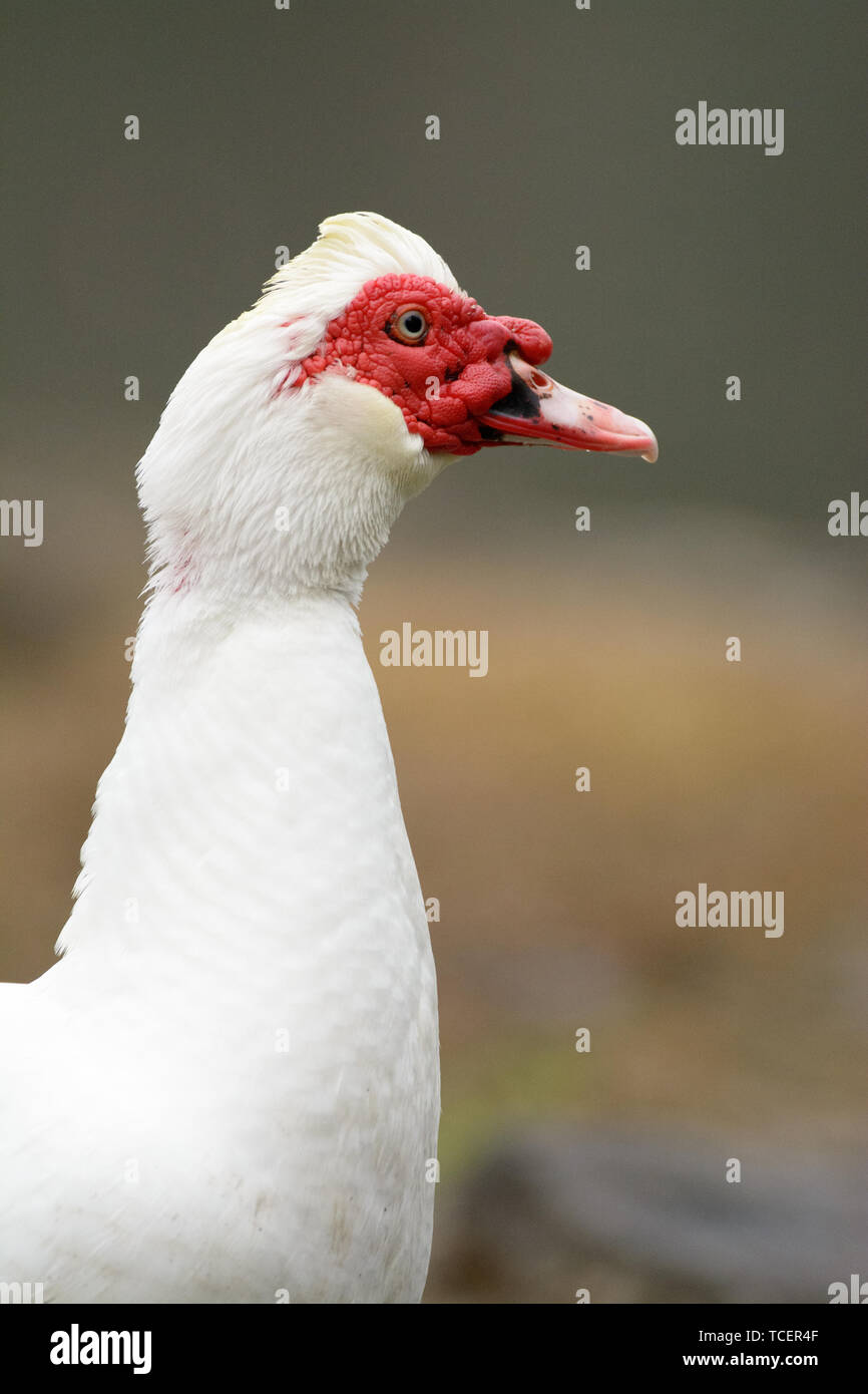 White Ducks With Red Beaks