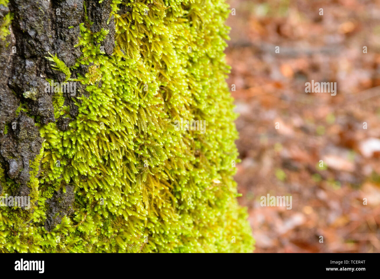 Bright green moss growing on dirty grey tree trunk on blurred leaves ...
