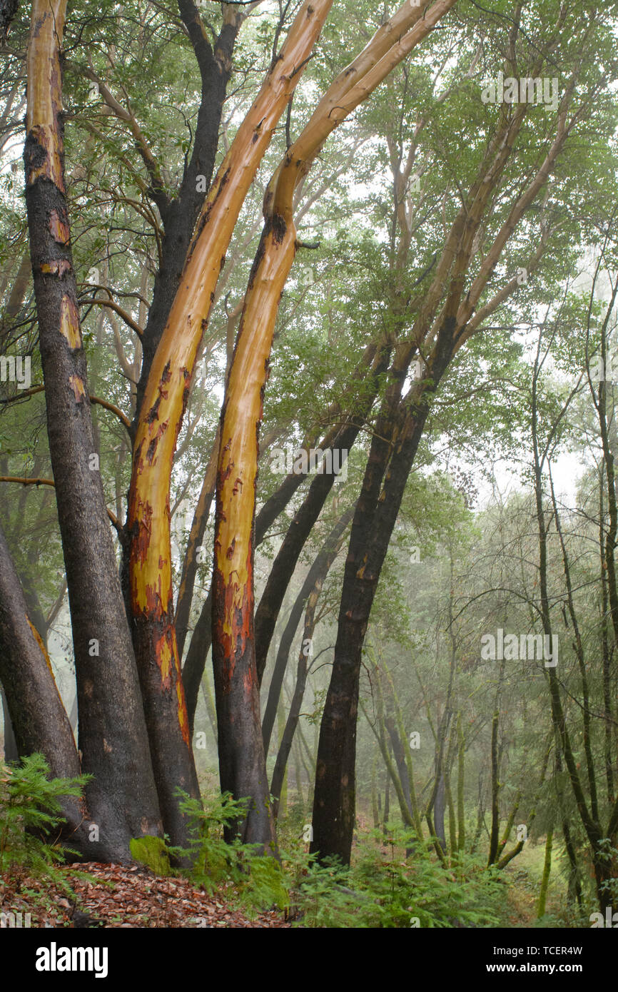 Shrub without trunk hi-res stock photography and images - Alamy