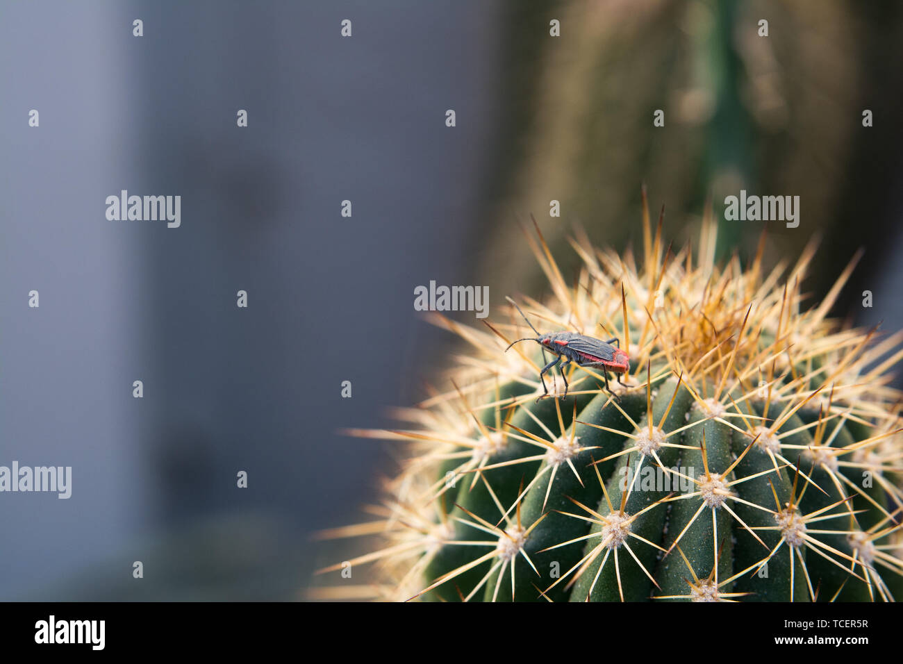 small bug on cactus Stock Photo - Alamy