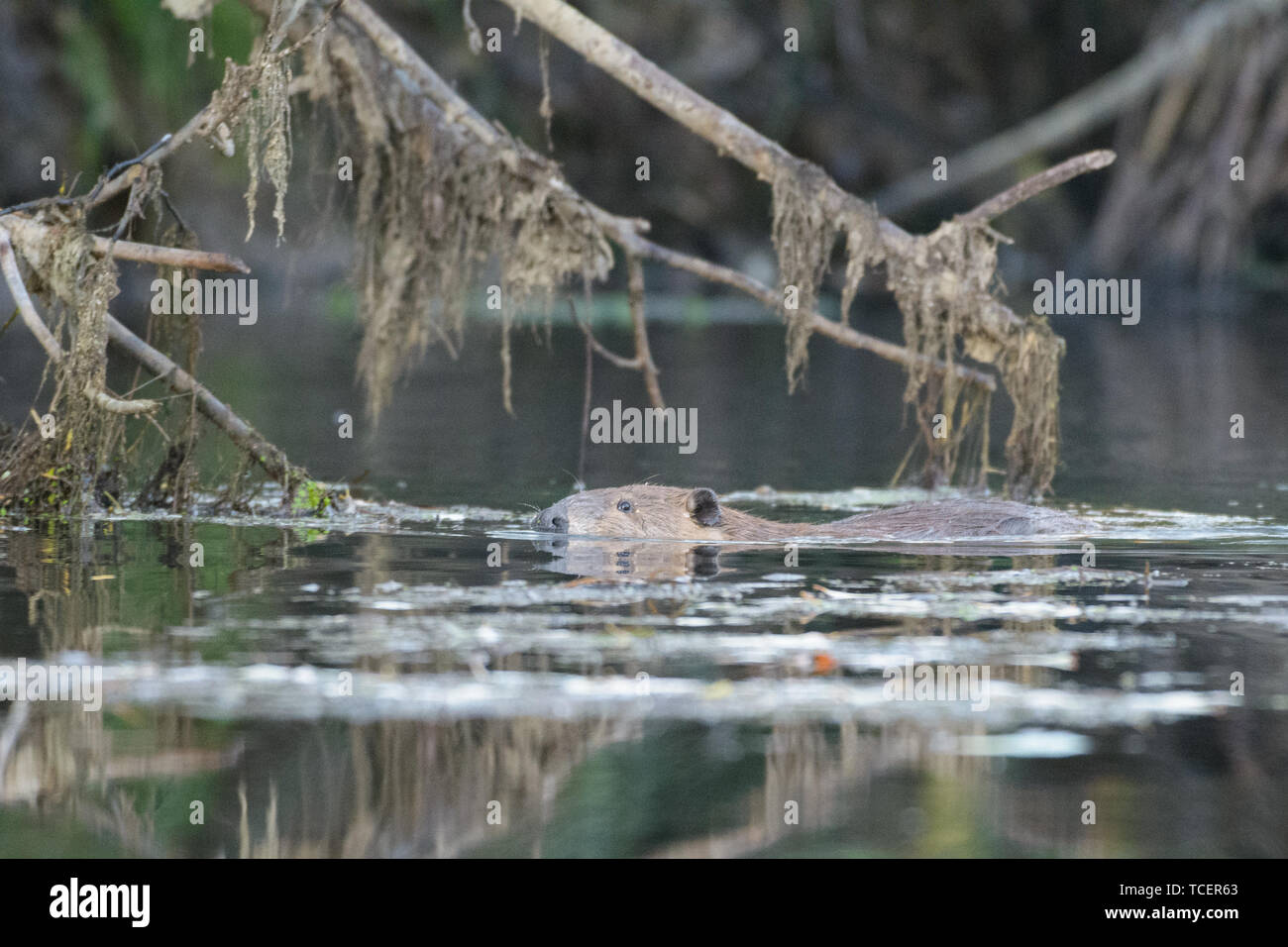 Beaver swimming in lake with old crumbly branches of tree hanging over ...