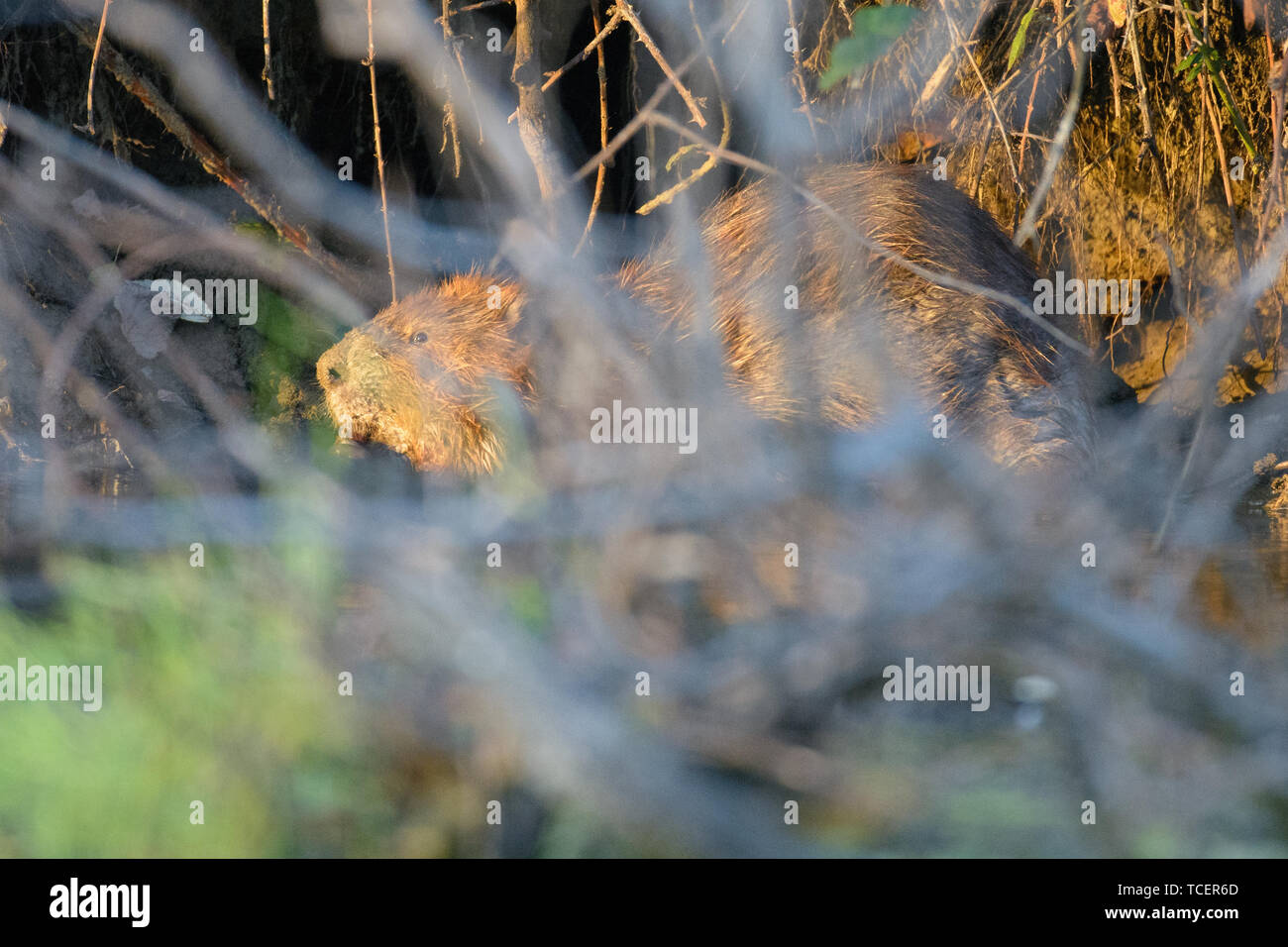 Beaver sitting in forest among dried plants with head lit by sun Stock ...