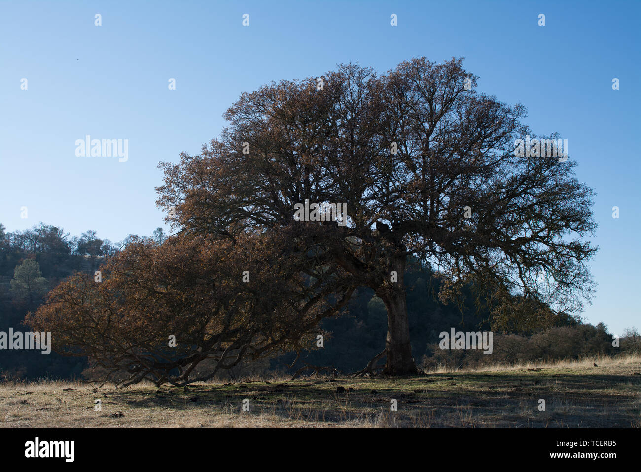 Beautiful tree with huge crown growing alone on spacious terrain in ...
