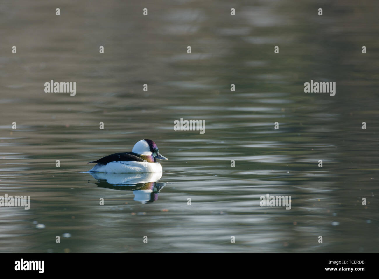 Back view of wild bird drifting in rippled lake with sunlight on water ...