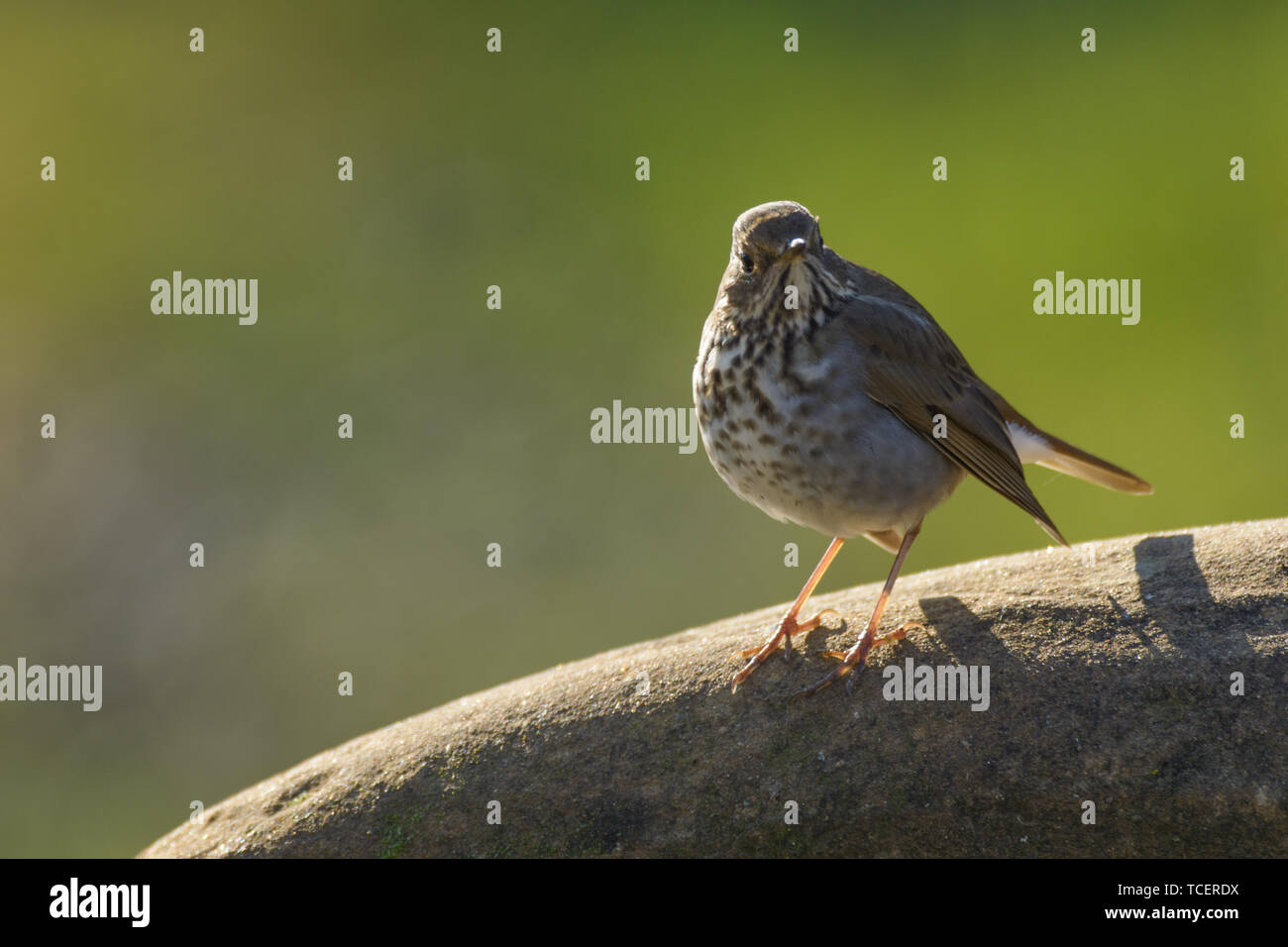hickadee located on rock, warming on sun and looking at camera on ...