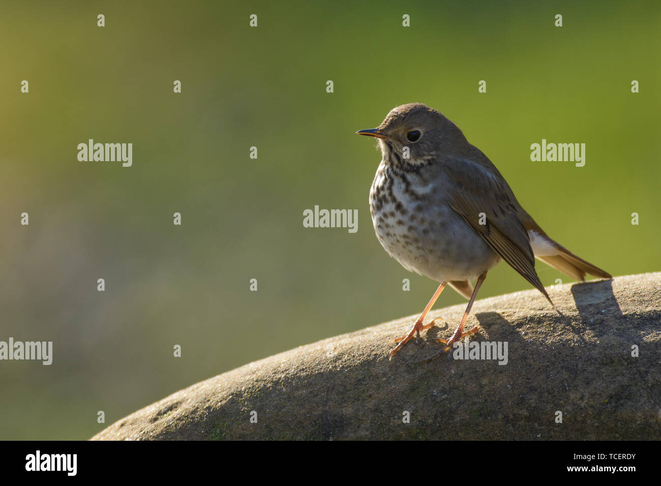Side view of nice sparrow located on rock, warming on sun and looking ...