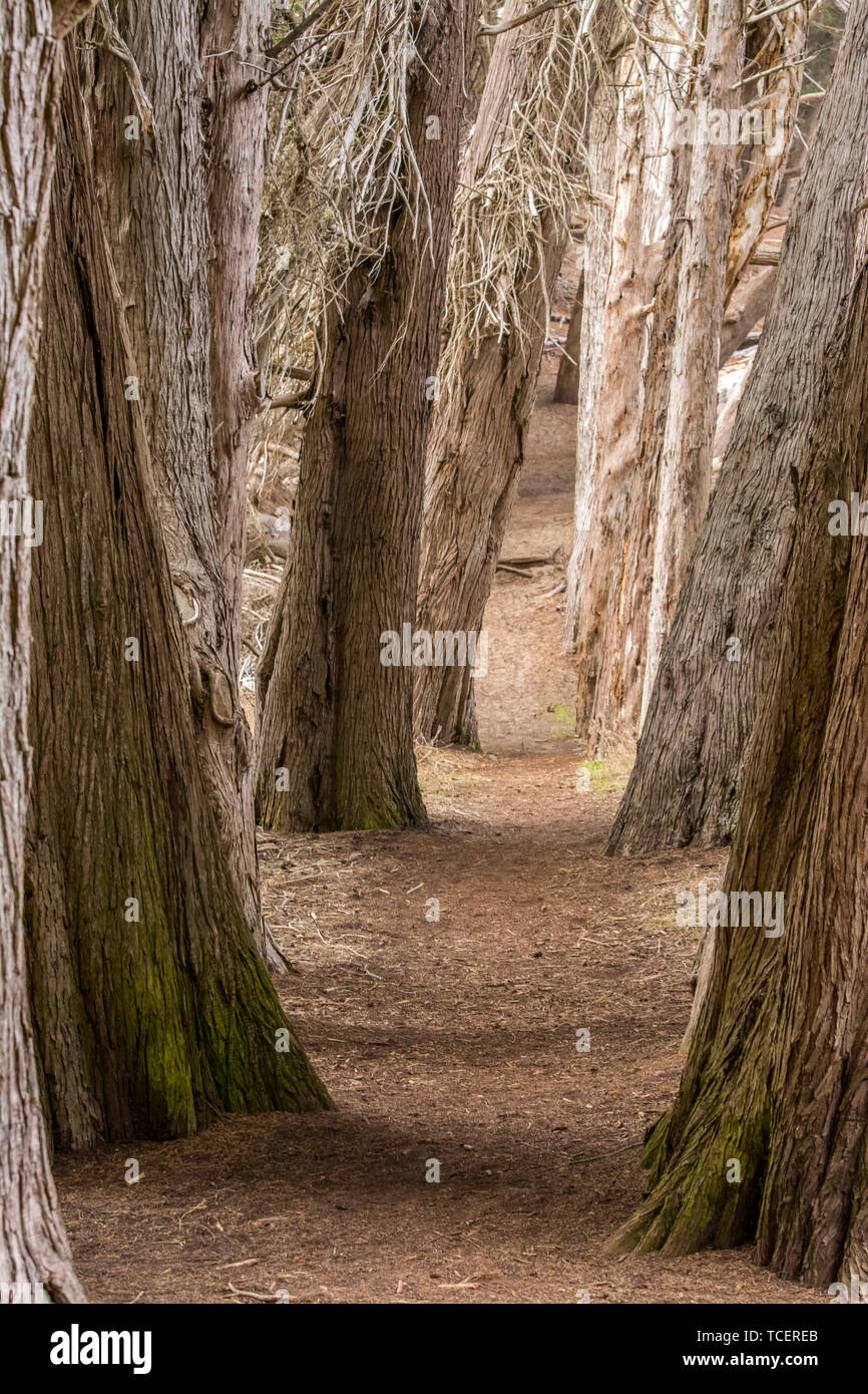 tree tunnel trail Stock Photo - Alamy