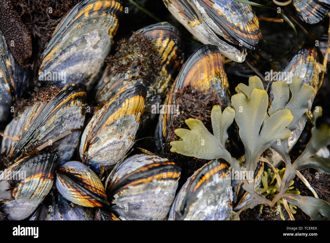 Wet mussels hi-res stock photography and images - Alamy
