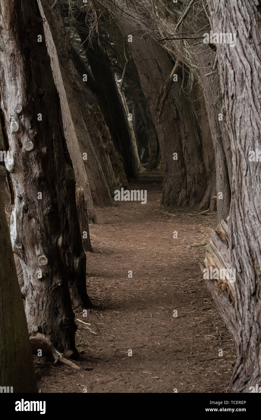 Perspective view of path among old huge trees in dark and calm forest ...