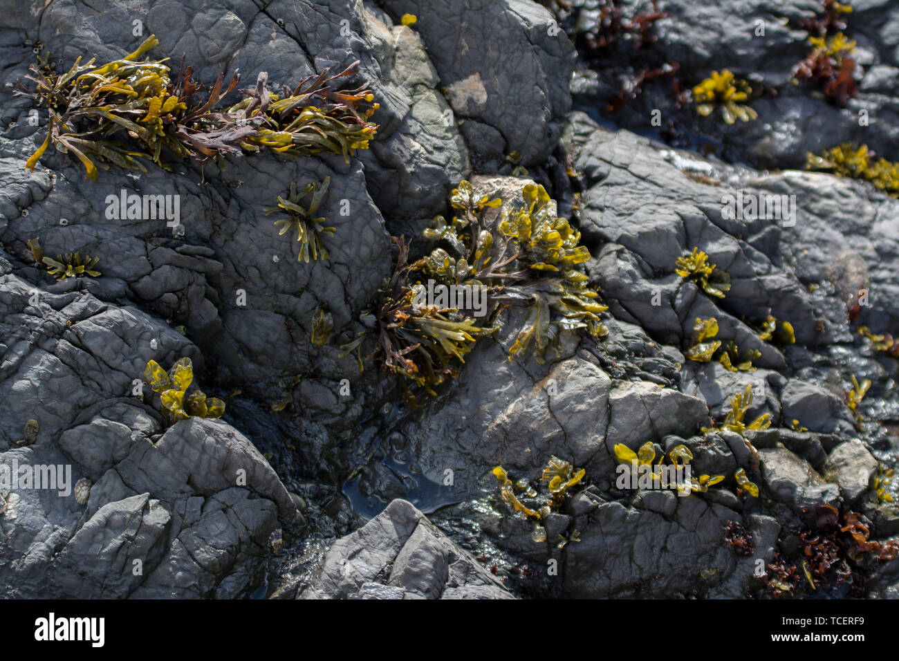 Weed covered rocks hi-res stock photography and images - Alamy