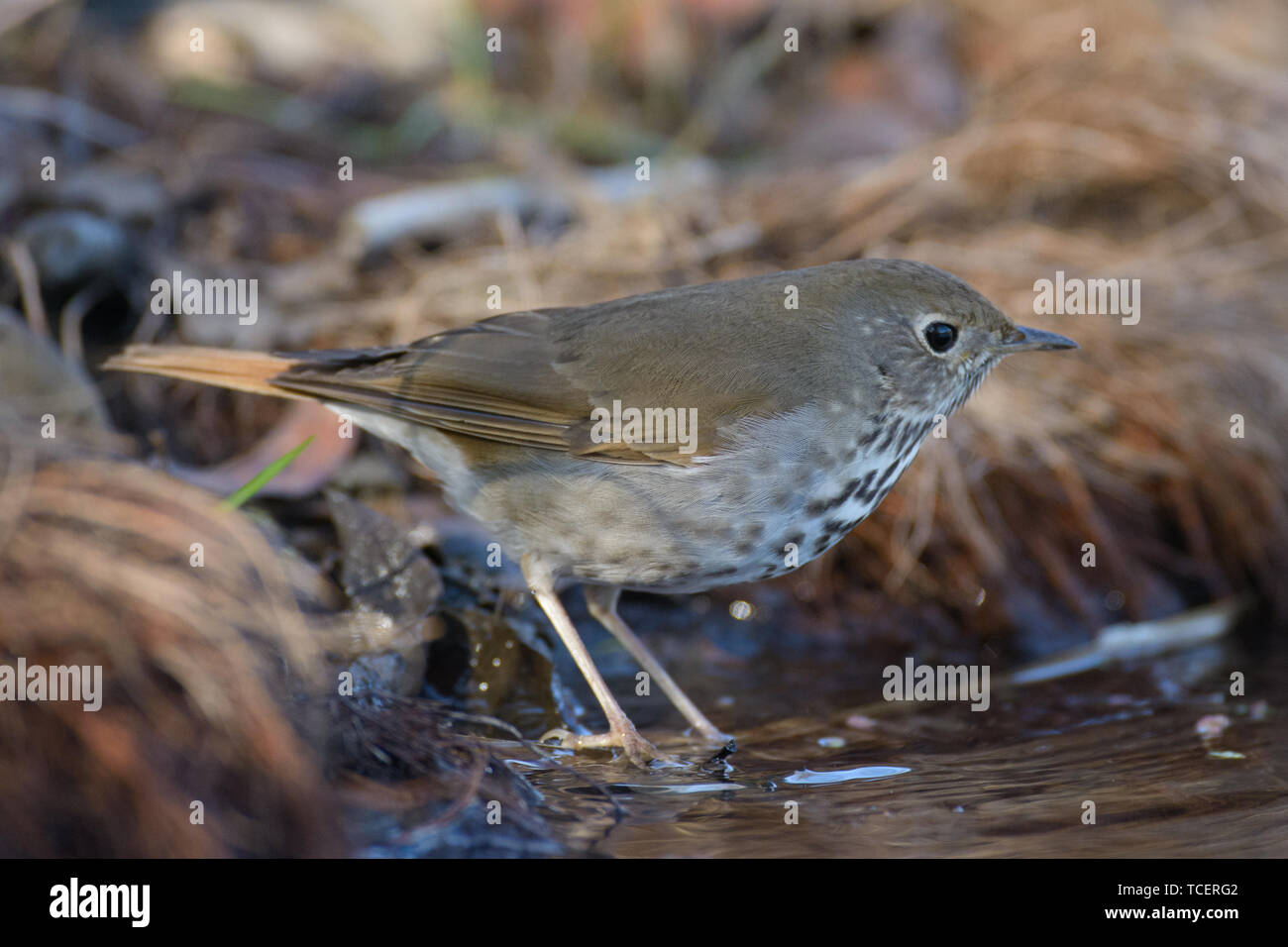Side view of gutter bird standing in puddle, looking away on blurred ...
