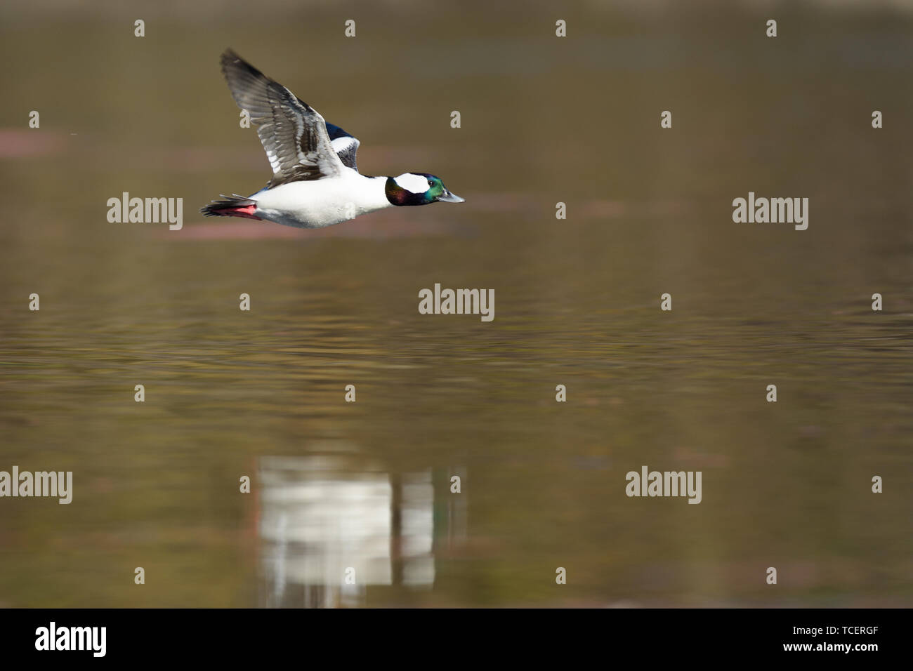 Side view of flying colorful drake with scoping wings under lake Stock ...