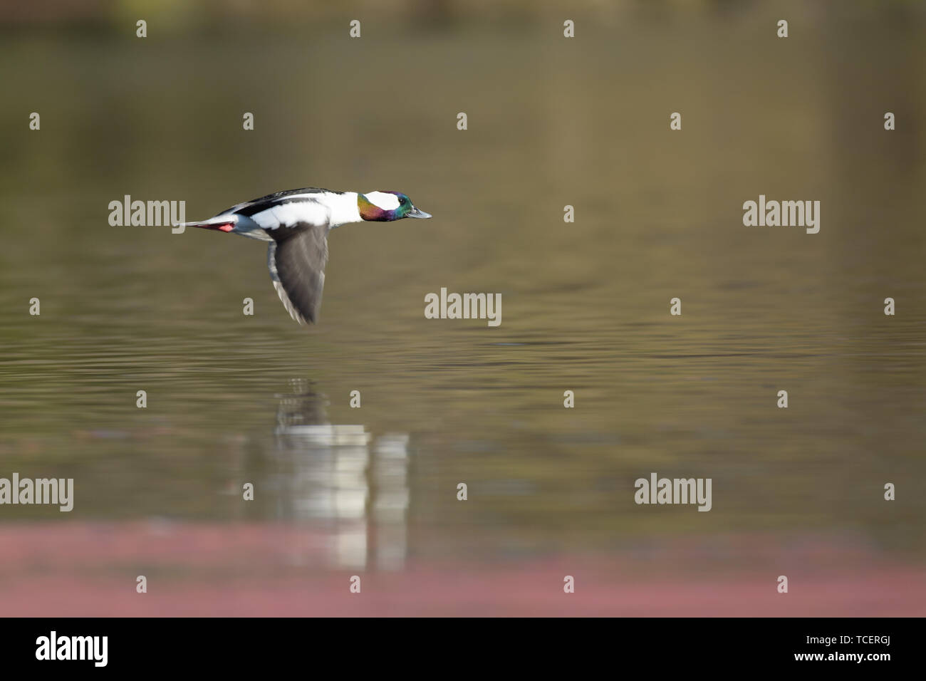 Side view of soaring colorful drake with scoping wings under river ...