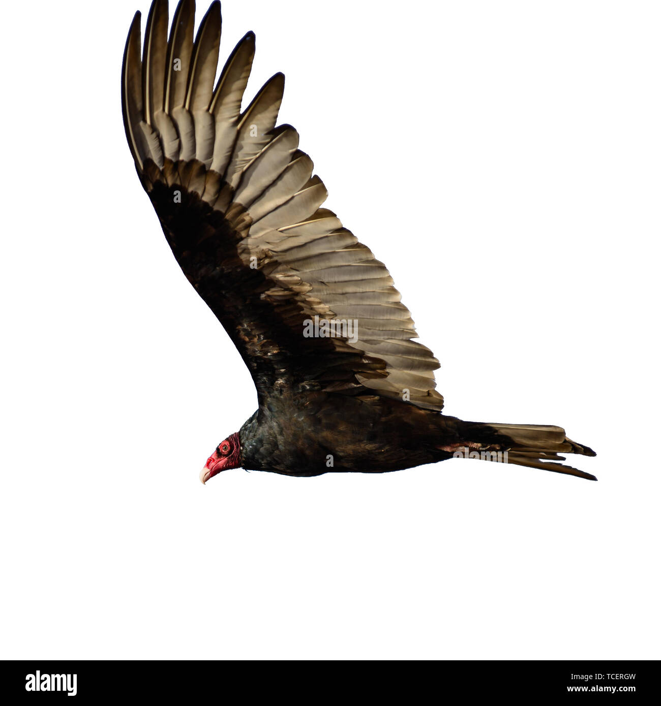 Side view of lying big Turkey vulture with red head and big wings ...