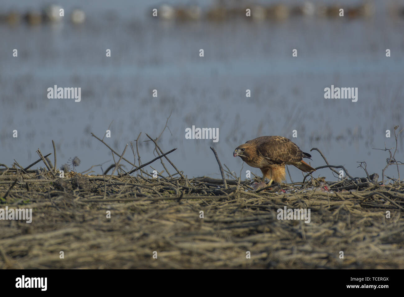 Hunting eagle placed on dry twigs on water background Stock Photo - Alamy