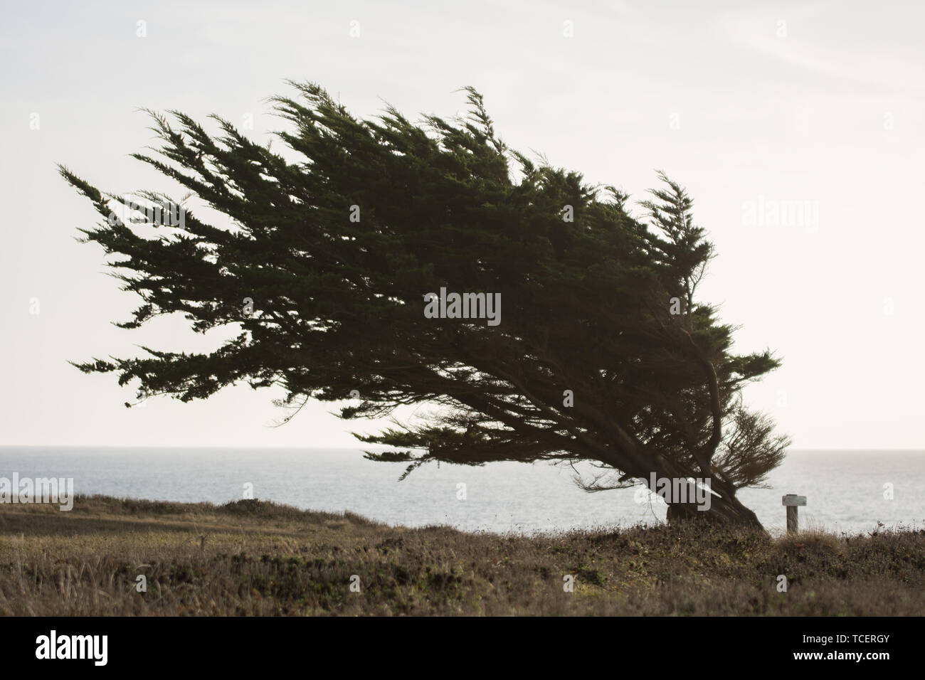 View of green tree bended with time and wind on one side with ...