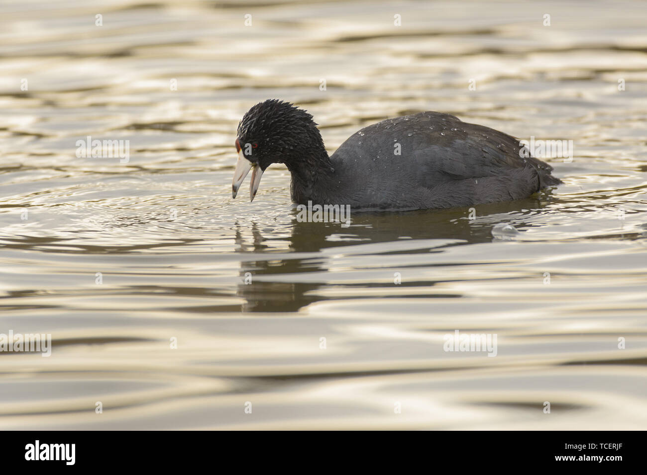 Side view of dark drake searching food in waving river Stock Photo - Alamy