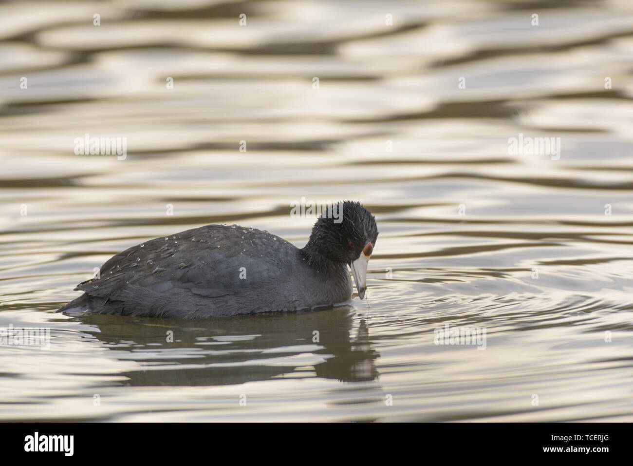 Side view of dark drake looking for food in waving river Stock Photo ...