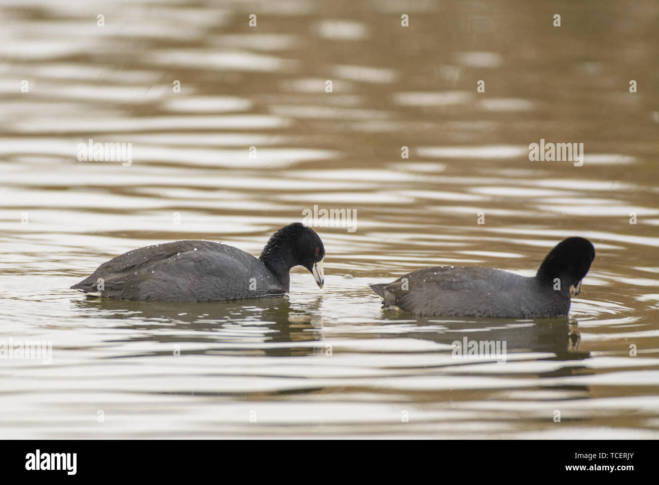 Side view of black drakes swimming on dirty lake, searching food Stock ...