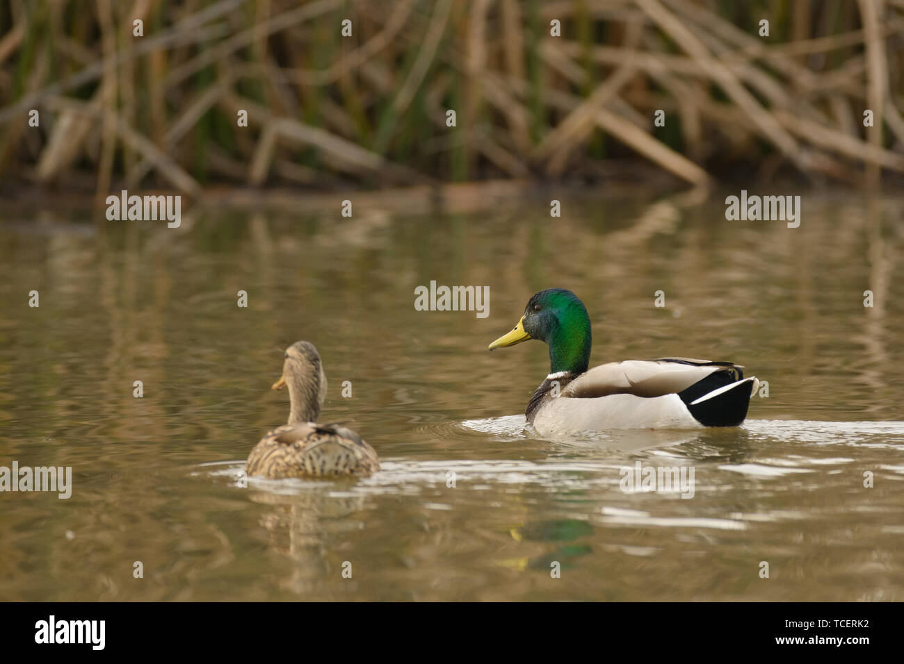 Back view of drakes swimming on river to water plants in waving water ...