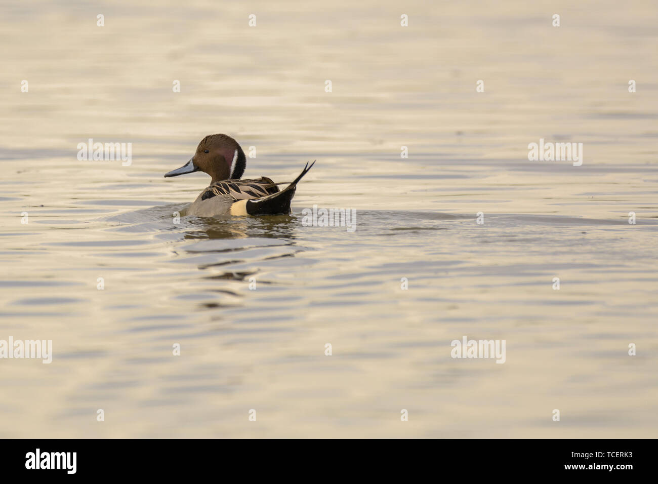 Back view of drake floating in rippled river and looking away Stock ...