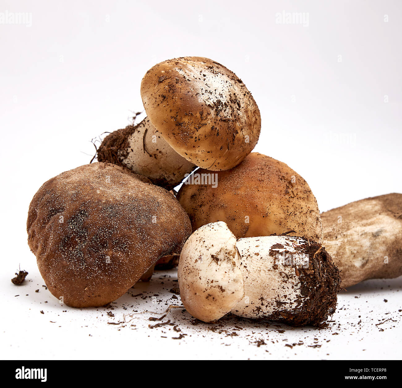 fresh raw mushrooms with roots on a white background, close up Stock ...