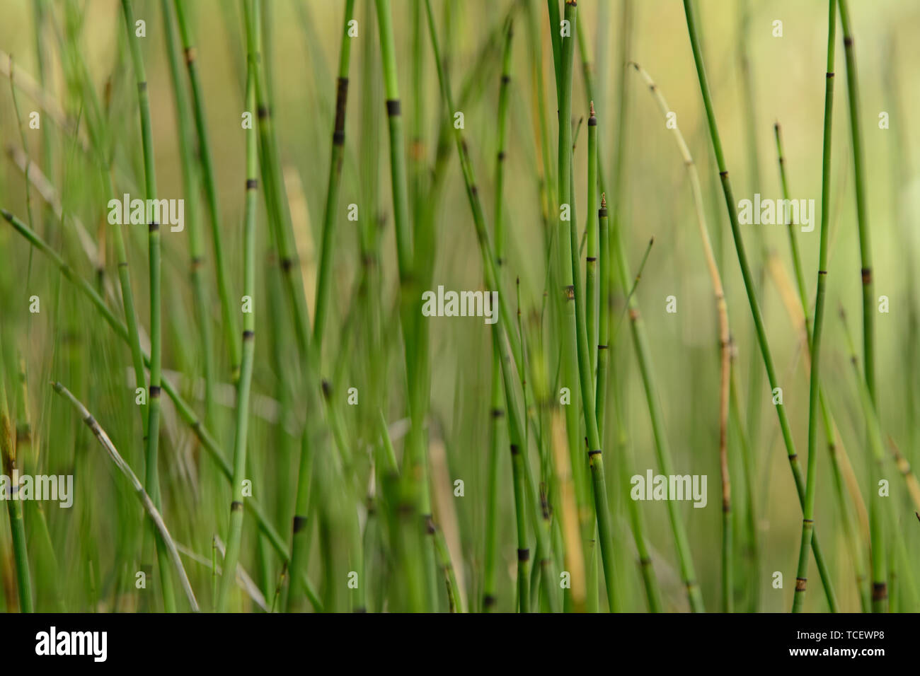 A grove of horse tail grows Stock Photo - Alamy