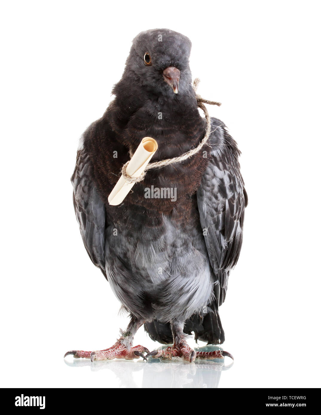Messenger Pigeon Flying Stock Photos & Messenger Pigeon Flying Stock ...