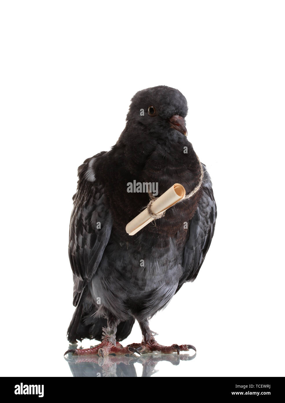 Messenger Pigeon Flying High Resolution Stock Photography and Images ...