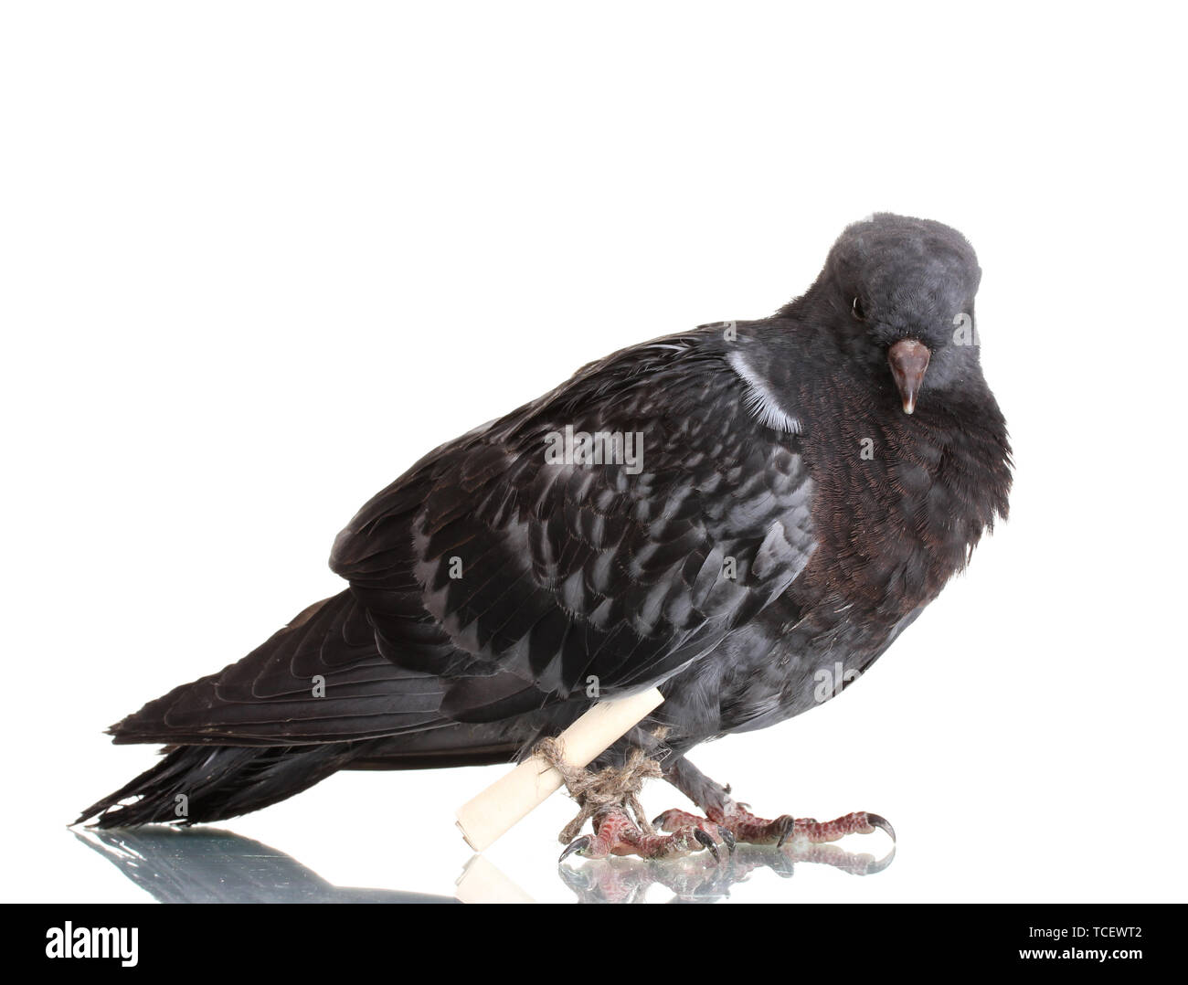 Messenger Pigeon Flying High Resolution Stock Photography and Images ...