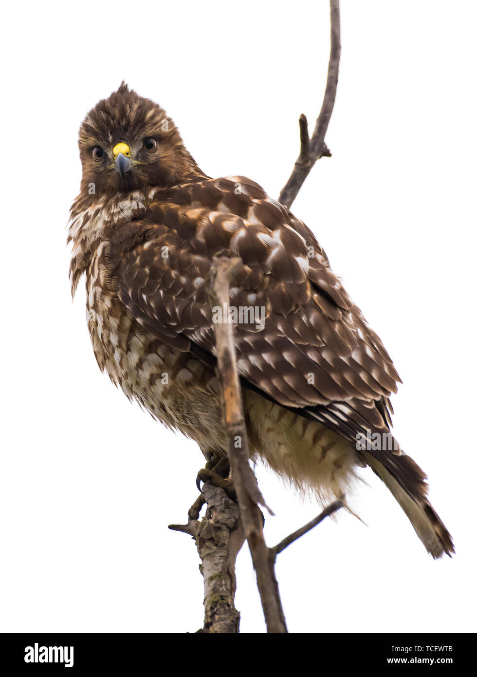 Hawk fluffing up its feathers Stock Photo - Alamy