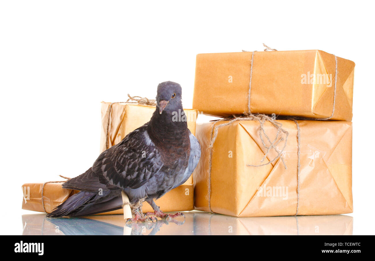 One grey messenger-pigeon and parcels isolated on white Stock Photo - Alamy