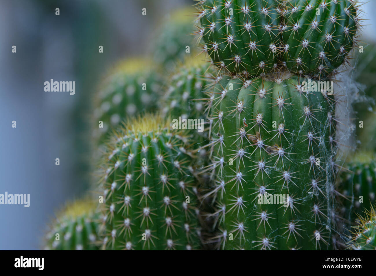 Cactus spider web hi-res stock photography and images - Alamy