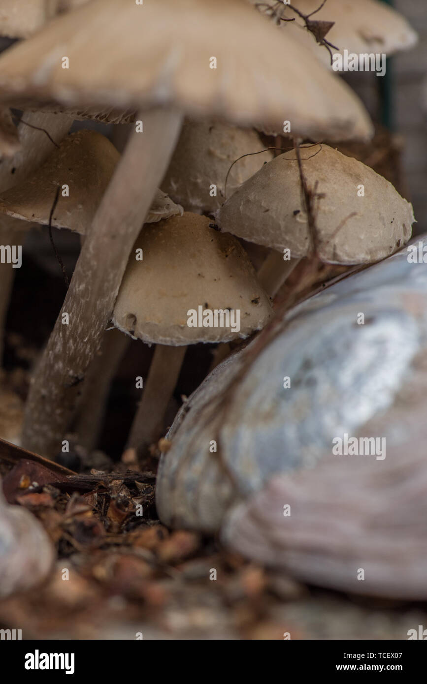 Mushroom forest canopy Stock Photo - Alamy