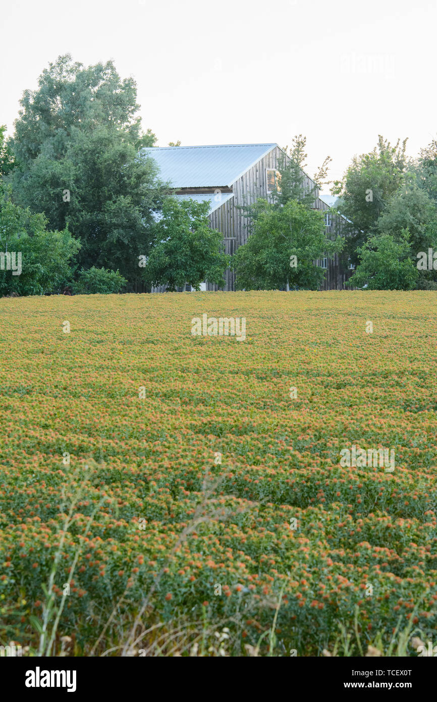 View of rural wood house with green trees and overgrown field in ...