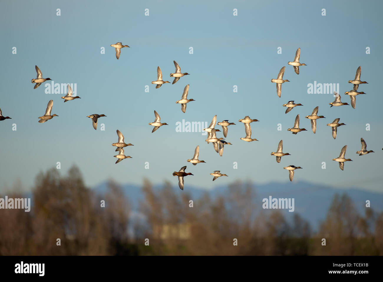 Flock of small birds flying hi-res stock photography and images - Alamy