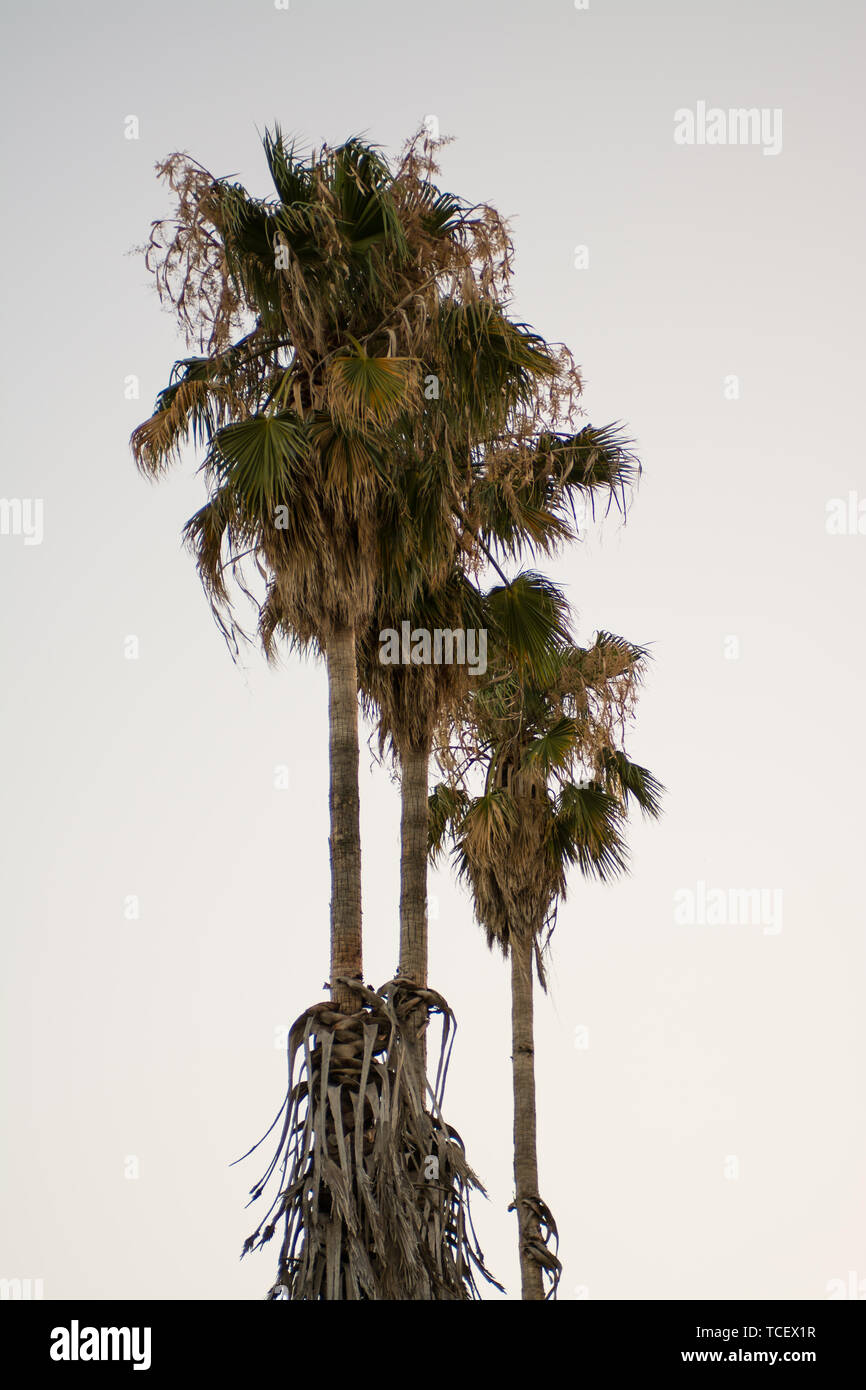 Tree palm trees stand alone in the sky Stock Photo - Alamy