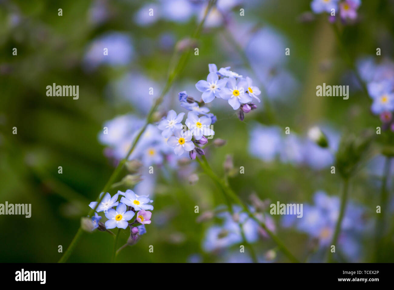 Wild flowers little blue forget-me-not flowers in Gatchina summer park ...