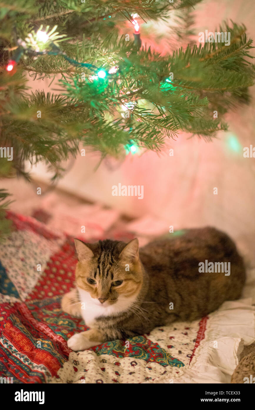 Patchwork cat hi-res stock photography and images - Alamy