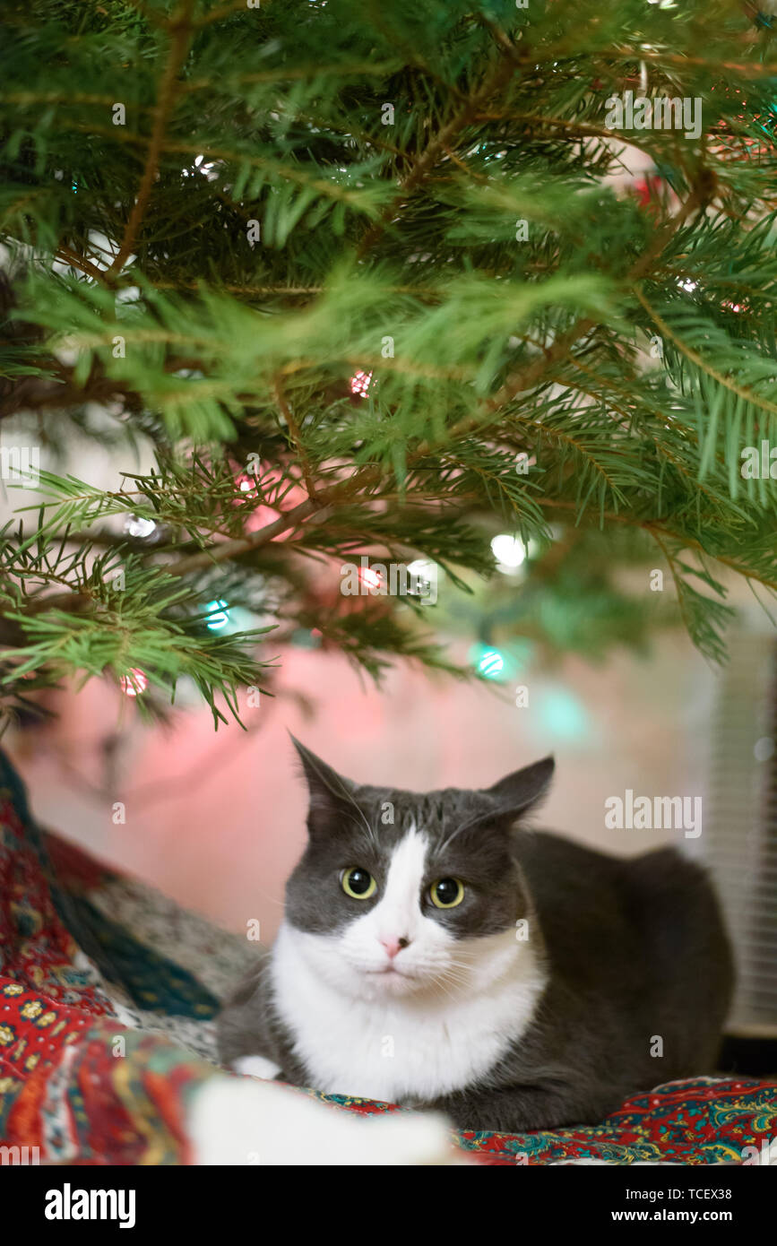 White christmas tree skirt hi-res stock photography and images - Alamy