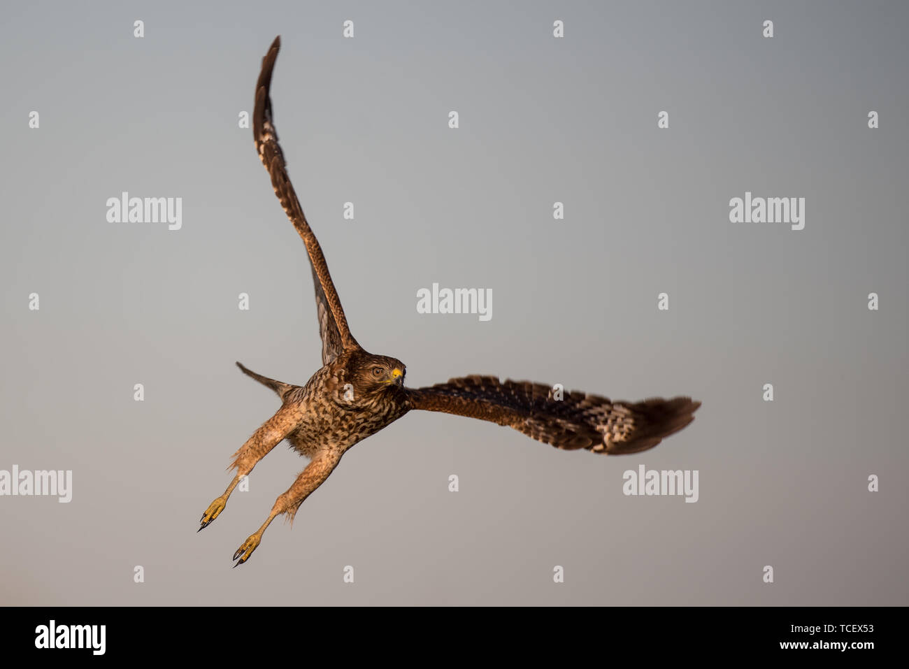 Swainson's Hawk flying Stock Photo - Alamy