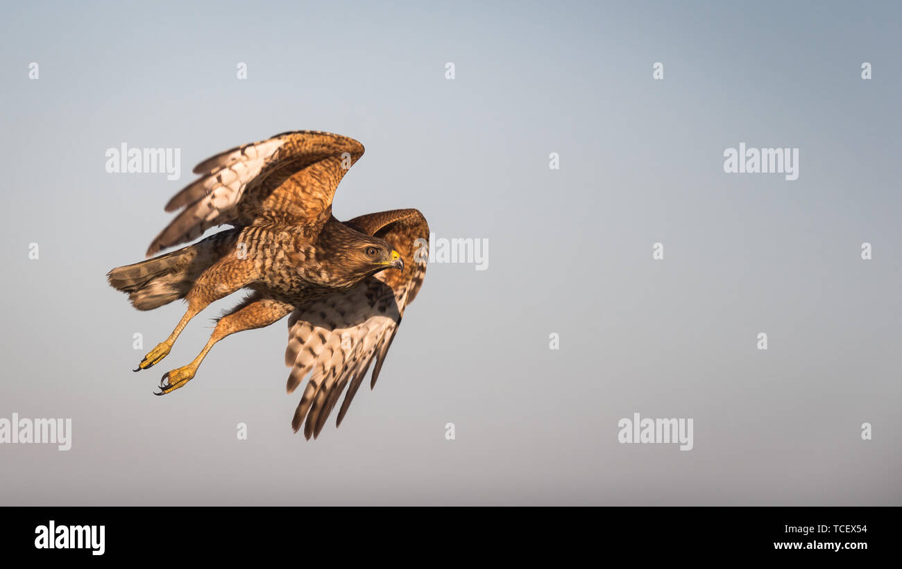 Swainson's Hawk flying Stock Photo - Alamy